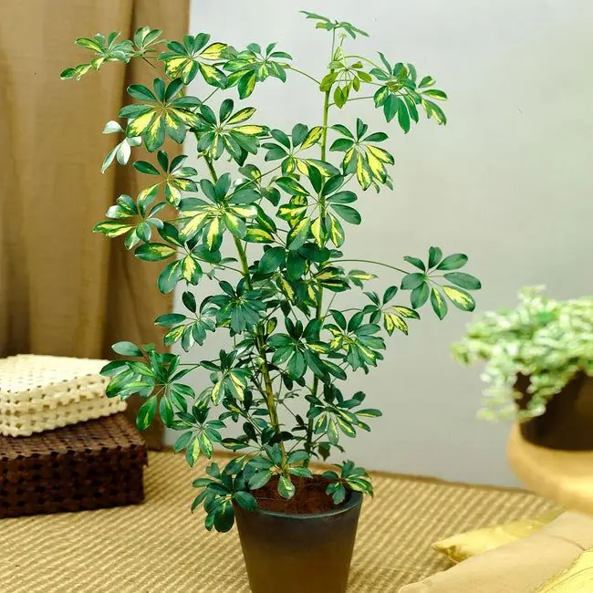 Şeflera (Schefflera) 2 Gövdeli 100-110 cm