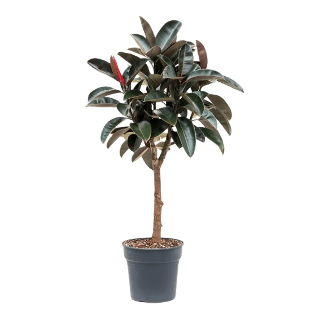 Anaç Form Ficus Elastica Ağaç Formunda