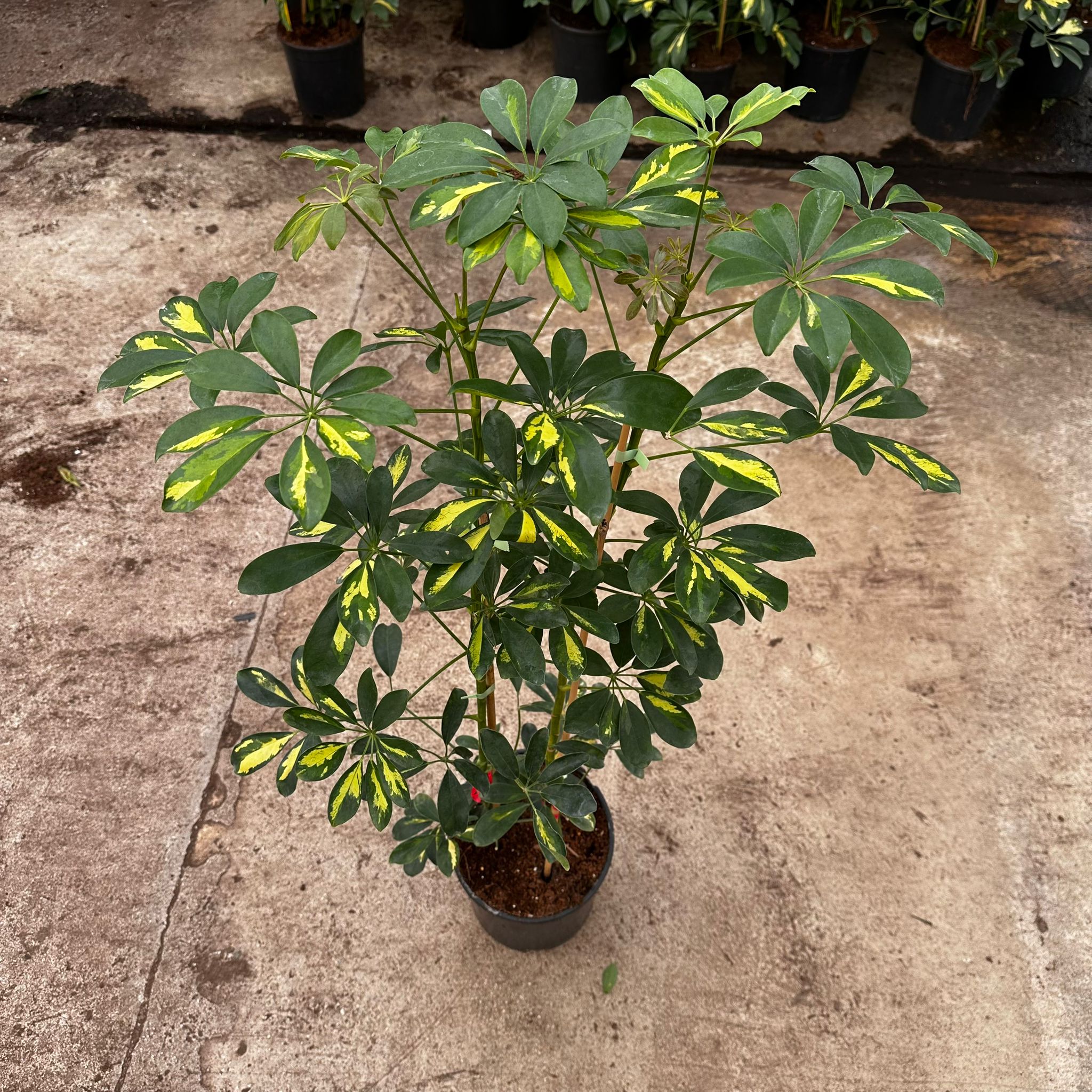 Şeflera (Schefflera) 2 Gövdeli 100-110 cm