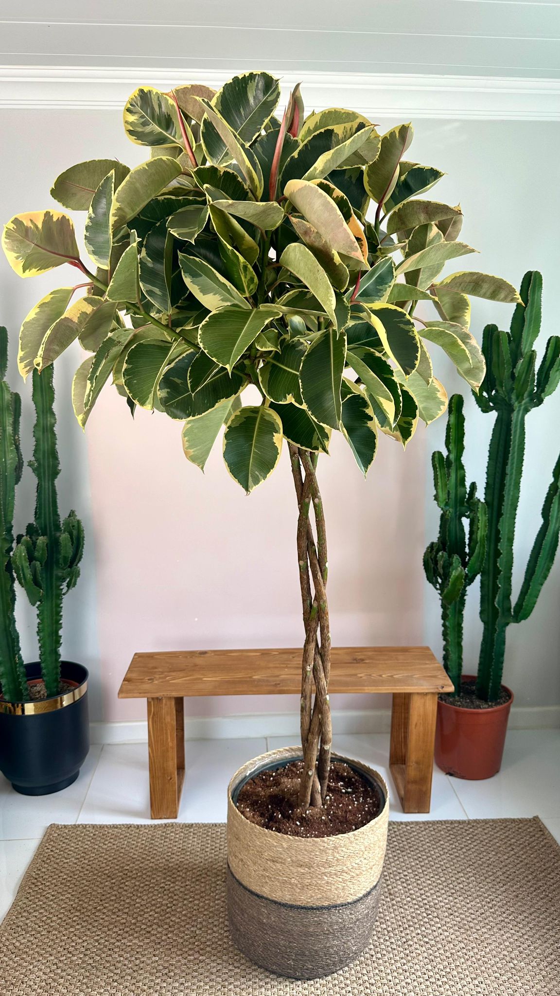 Anaç Form Ficus Elastica Tineke Ağaç Formunda