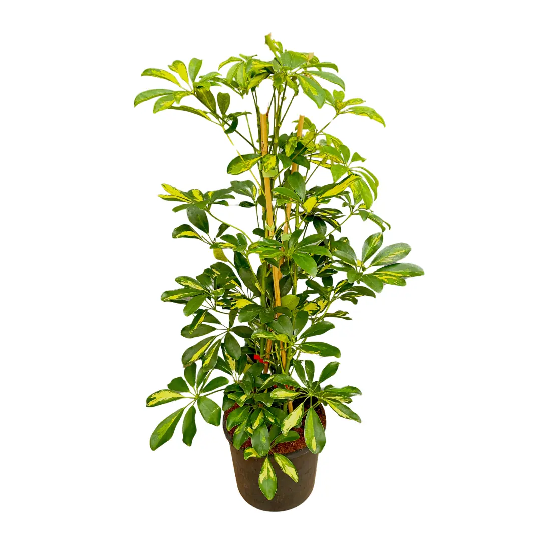 Şeflera (Schefflera) 2 Gövdeli 100-110 cm