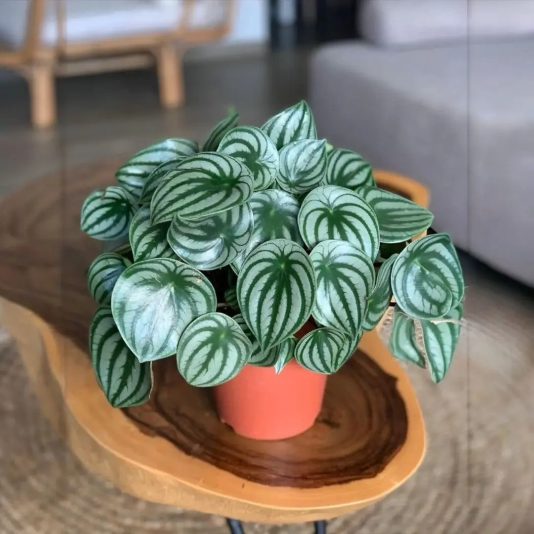 Peperomia Argyreia Pflege