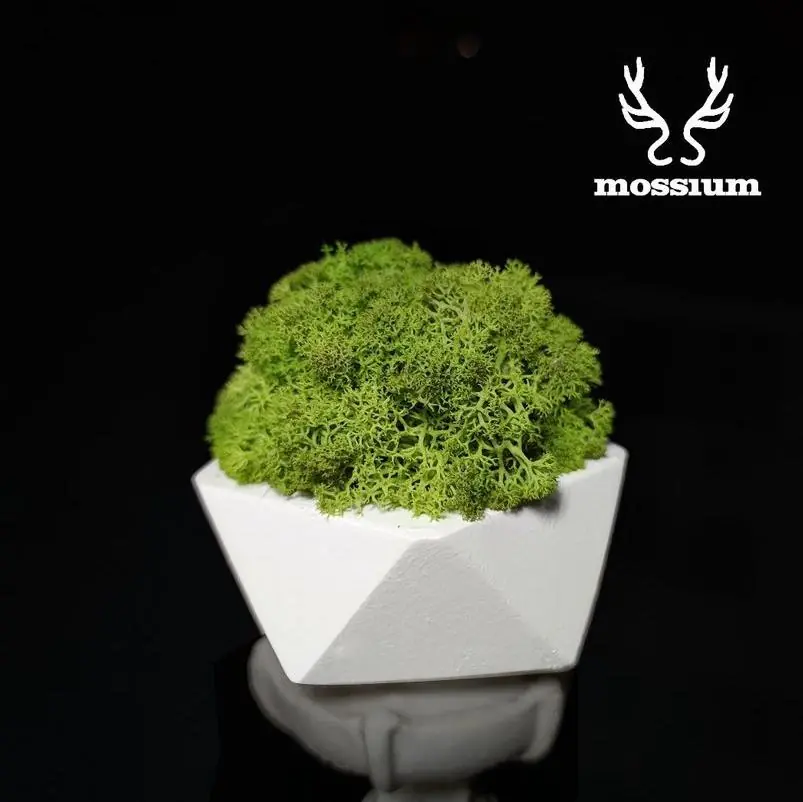 Geometrik Açık Yeşil Moss Saksı Mossium Türkiye