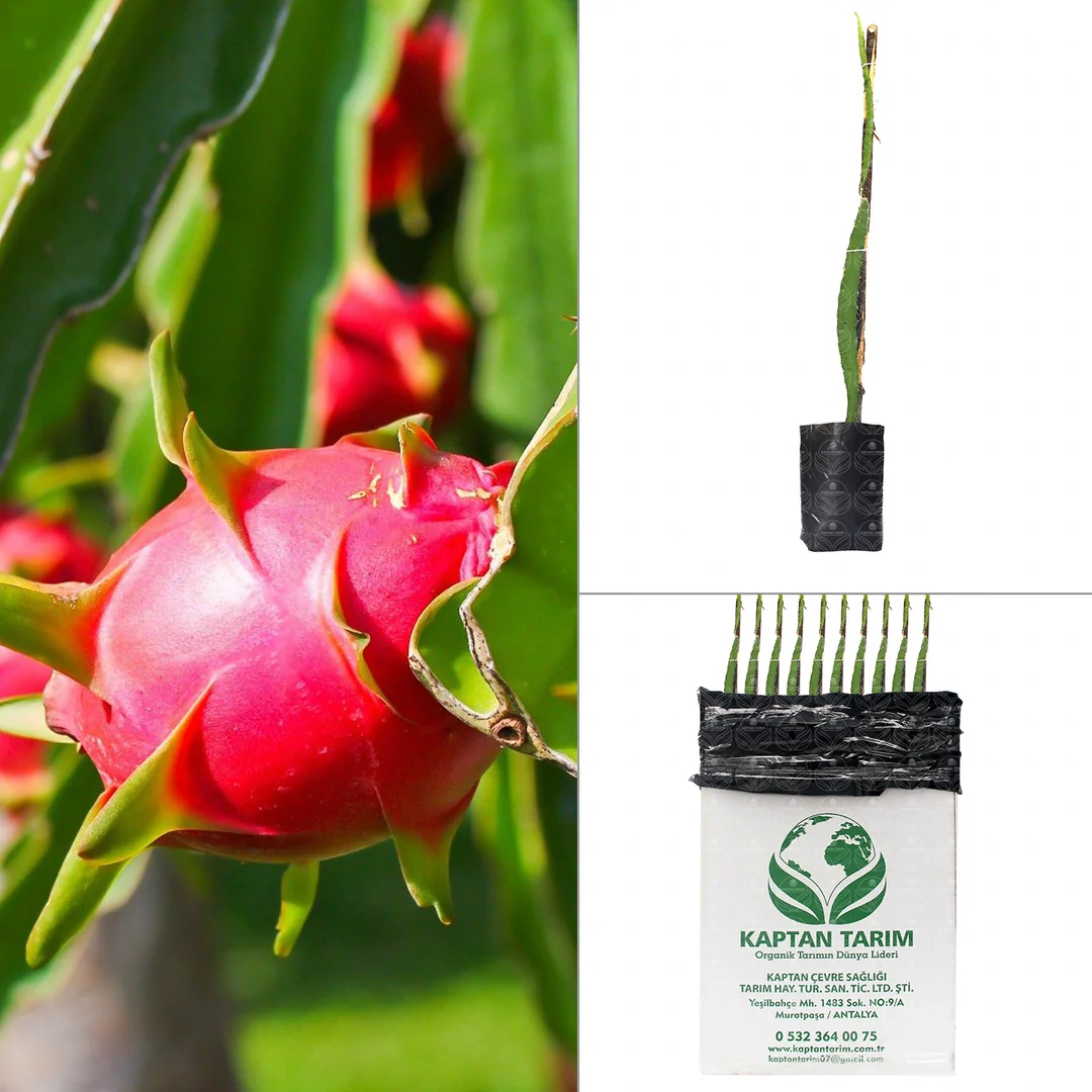 Ejder Wietnam Jena White Fidanı | Kaptan Tarım