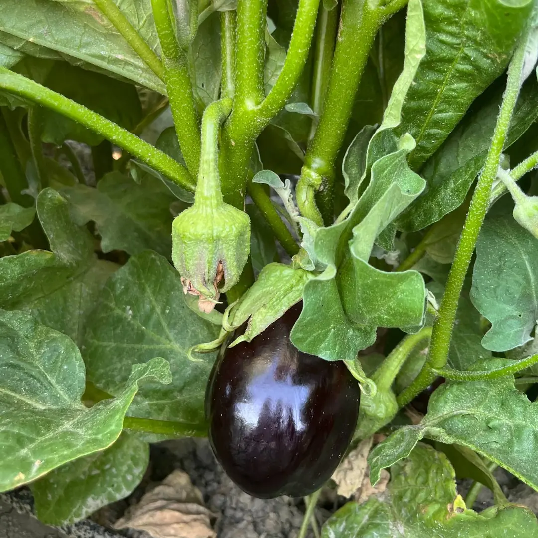 Topak Patlıcan(Yeşildere Köyü)