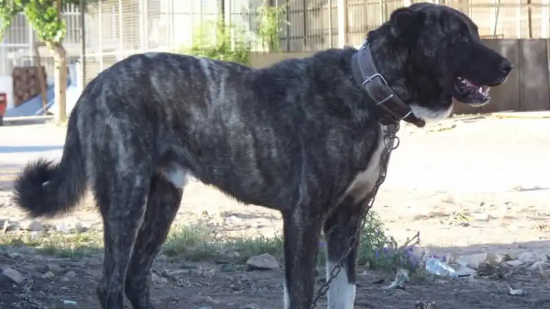 Çapar Köpek Irkı Özellikleri ve Bakım Rehberi