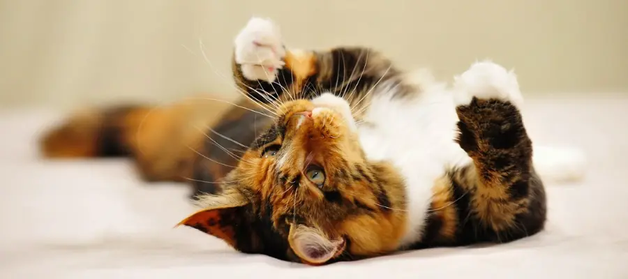Calico Kedisi Özellikleri ve Bakımı | eBlog