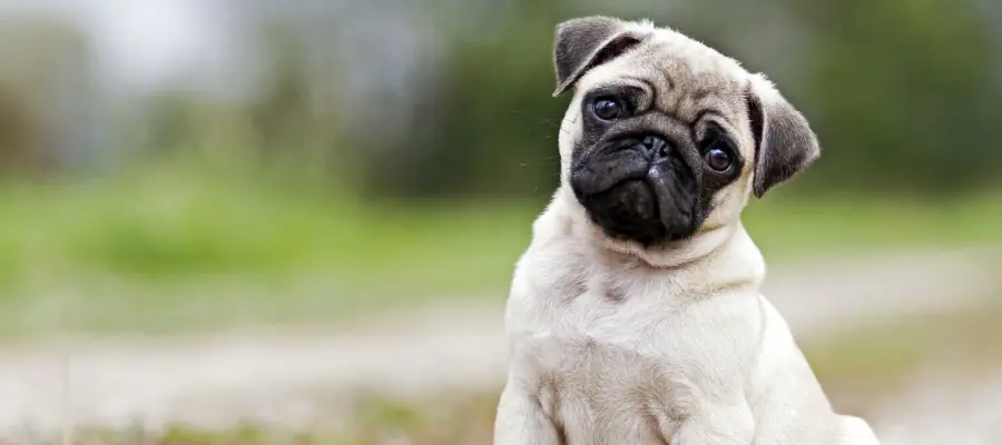 Pug Irkı Özellikleri ve Bakımı | eBlog