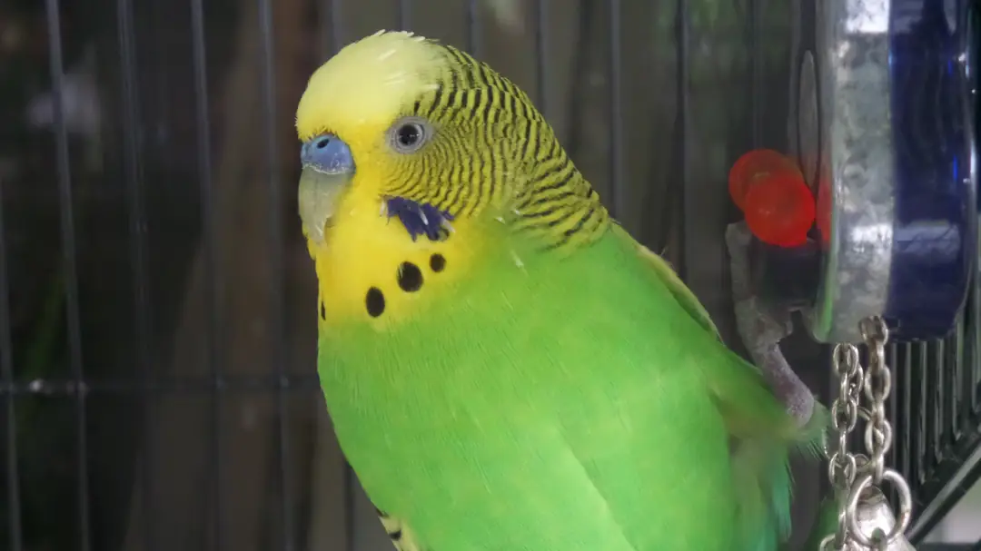 Muhabbet Kuşlarında Tüy Sorunları: Sebepleri, Belirtileri ve Çözüm ...