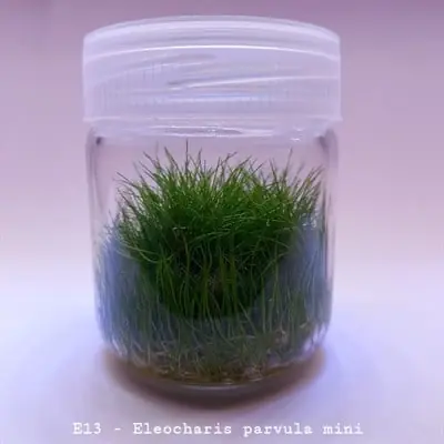 Eleocharis Parvula Mini In Vitro Canlı Bitki 200cc Kavanoz