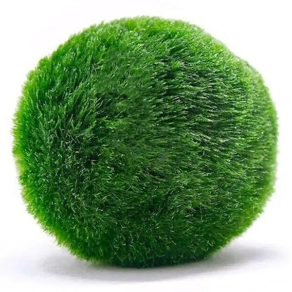 Yosun Topu - Moss Ball 3-4cm 1 Adet