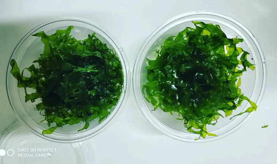 Pellia Moss Akvaryum Bitkisi 5cm Cup