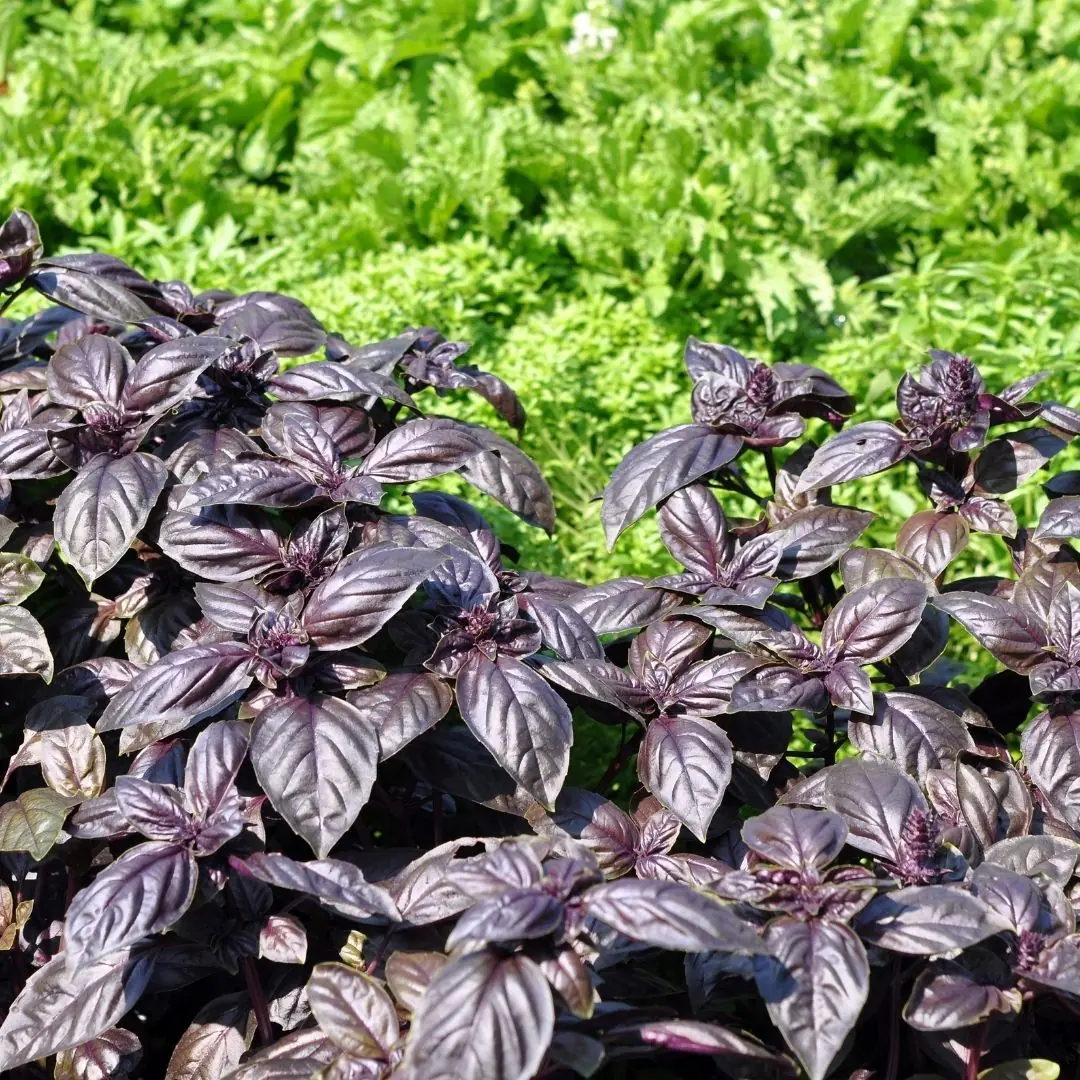 Mor Reyhan: Sağlığınıza Renk Katın!