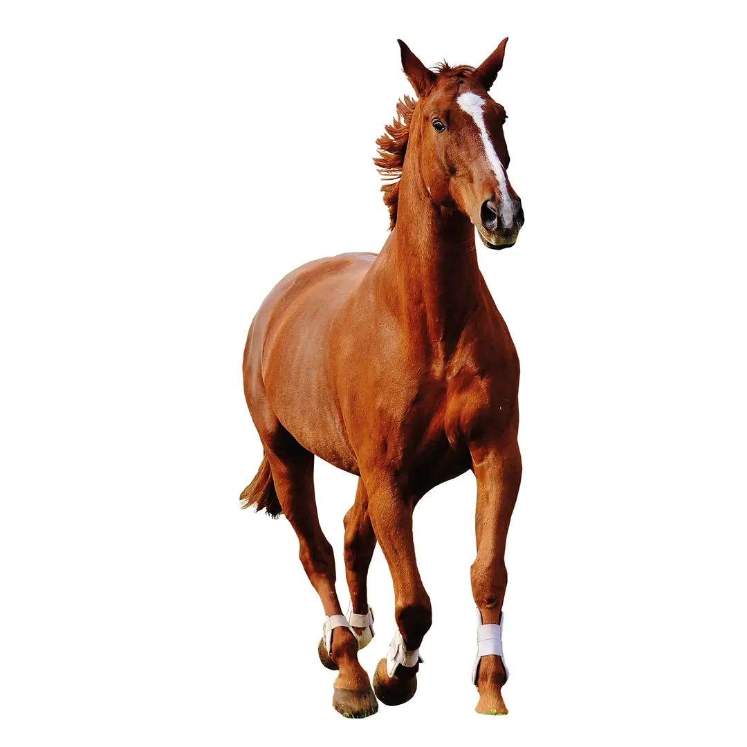 Horse Cardboard Cutout Model Standee Horse Figure Animal Mockup Decor Model