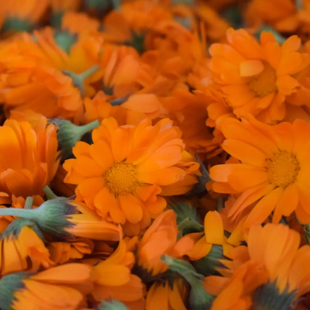 Aynısefa - Calendula Yağının Faydaları | Fields Aromatherapy