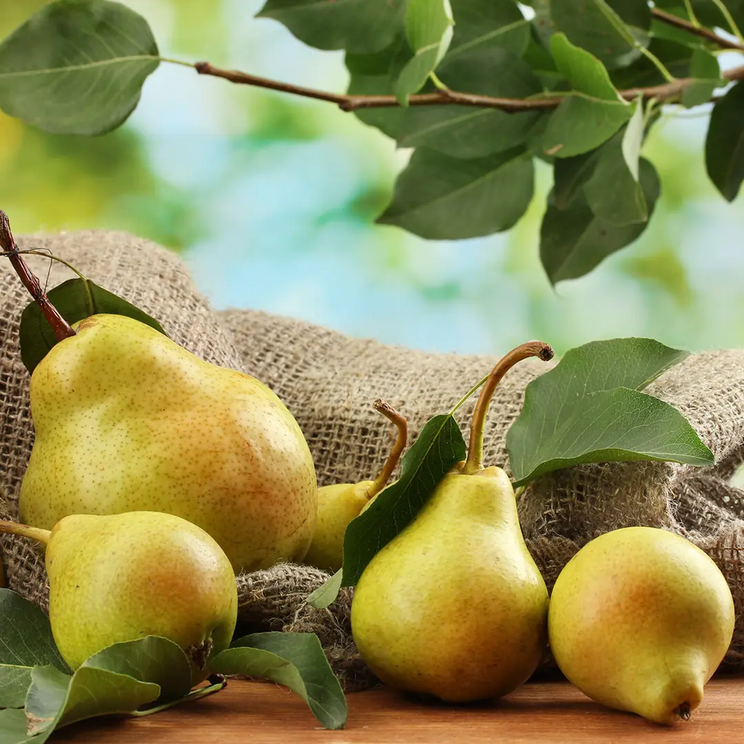 Santa Maria Armut 1 Kg