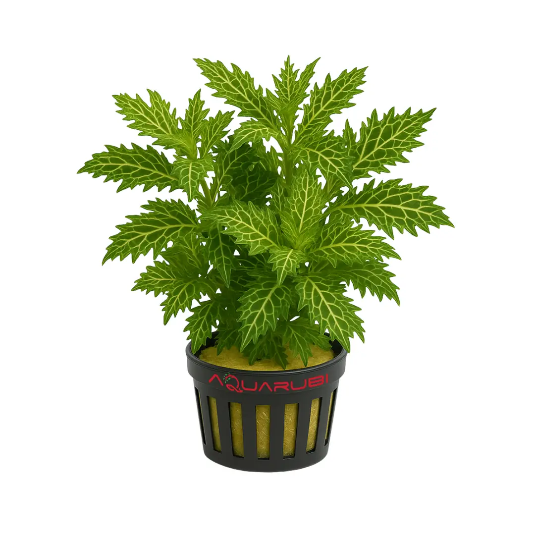 Hygrophila Difformis Variegated