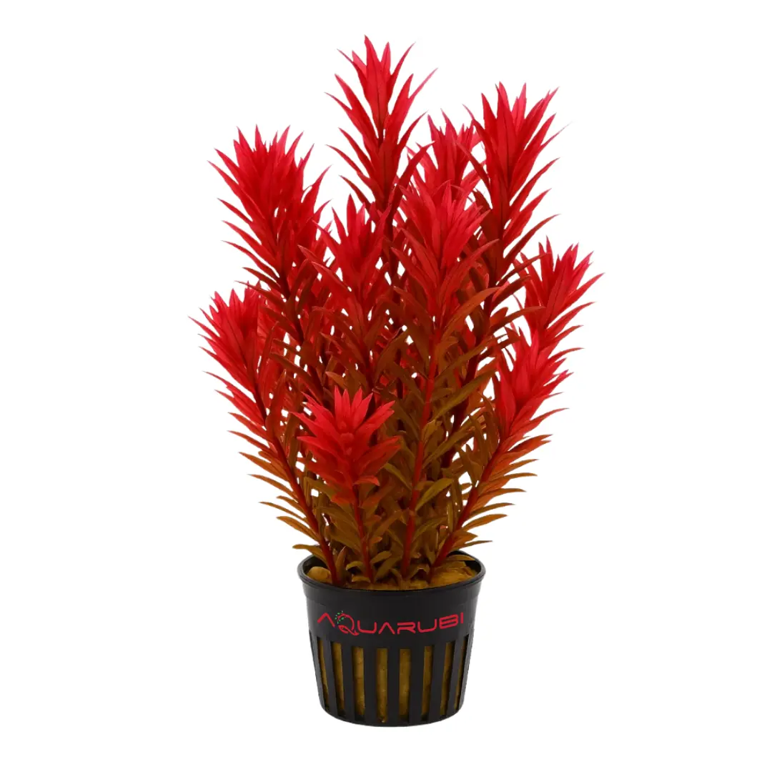 Rotala Blood Red “Singapore”