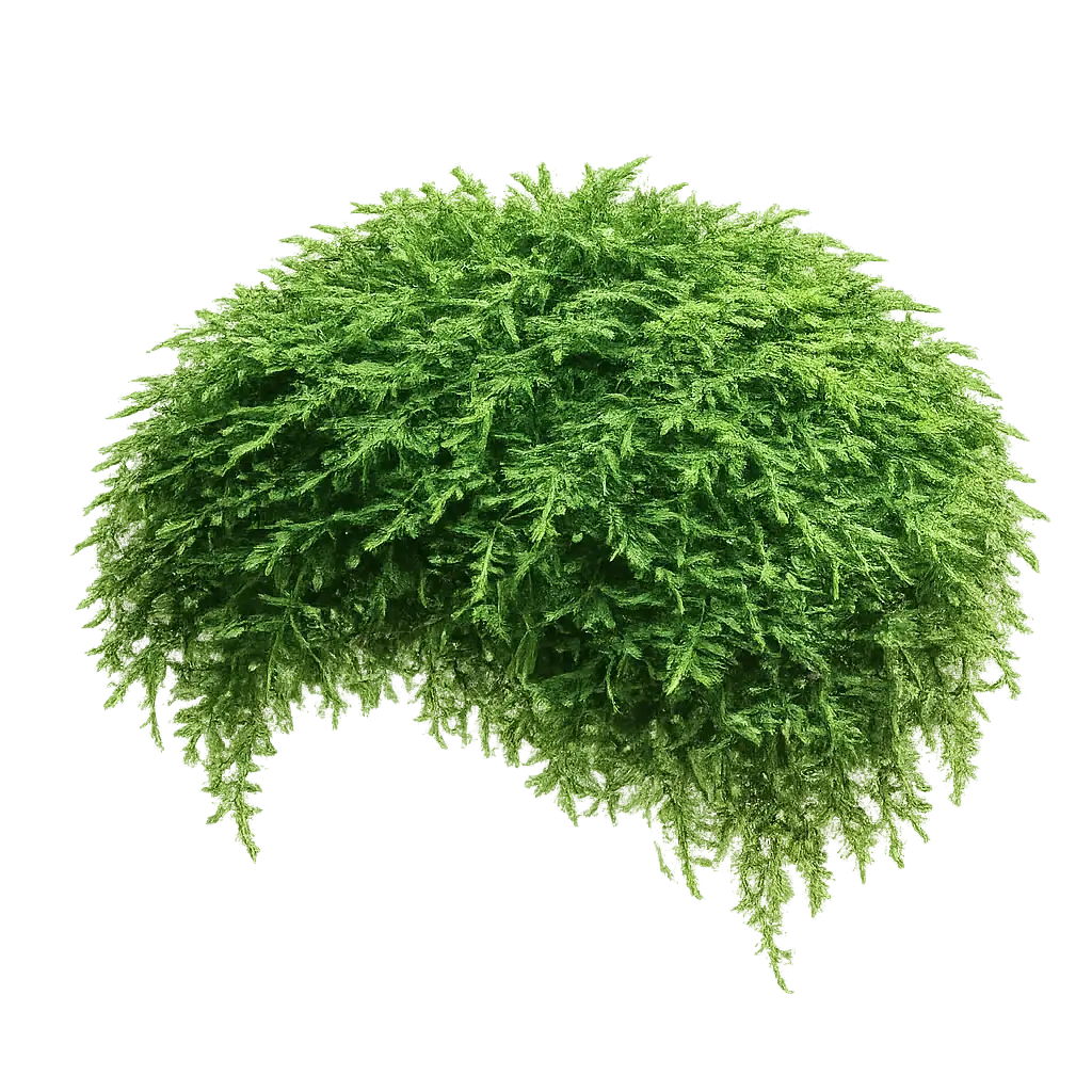 Taiwan Moss (Taxiphyllum Alternans)Aquarubi