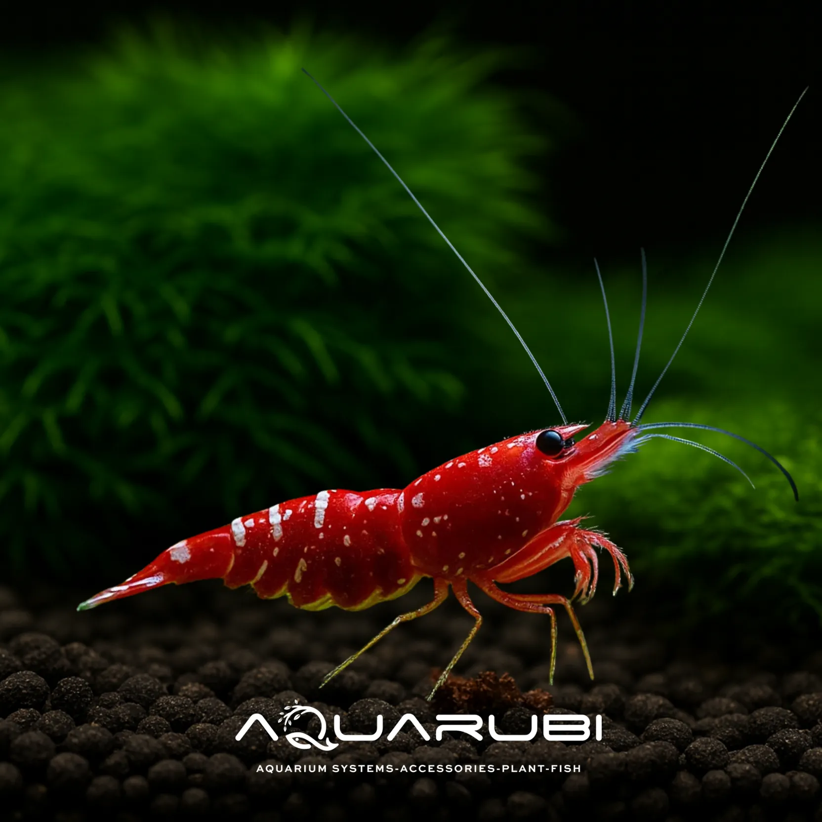 Red Galaxy Shrimp S grade 0,8-1,2cmAquarubi