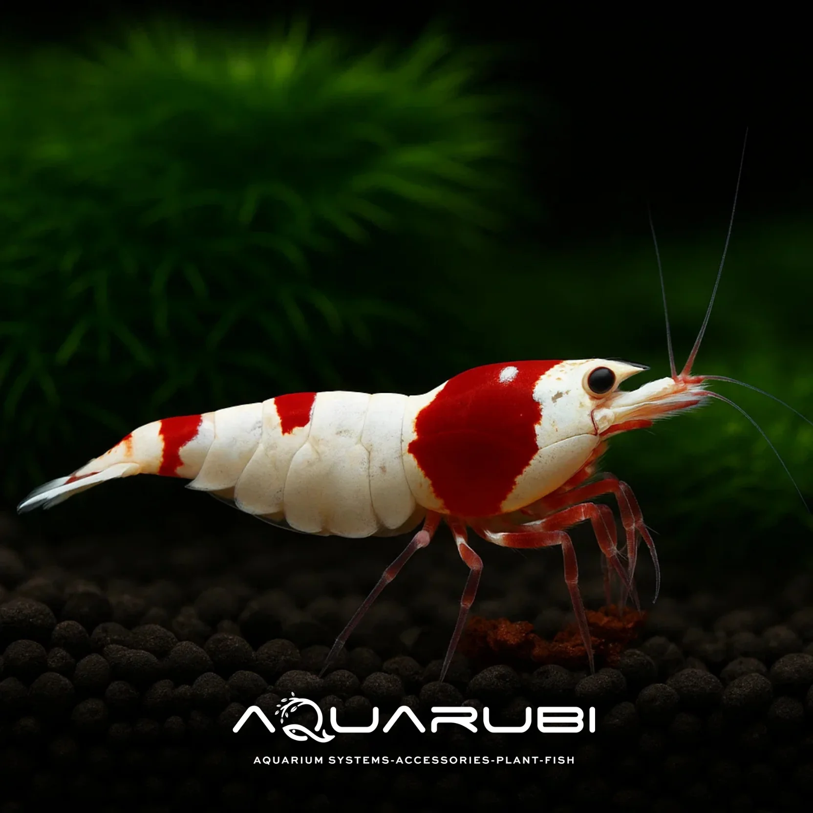 Prl Shrimp S Grade (10 Adet)Aquarubi