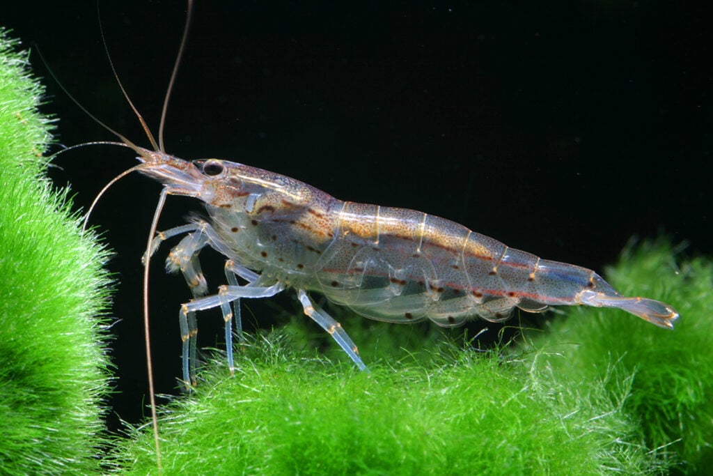 Amano Karides 1-2cm 10 adetAquarubi