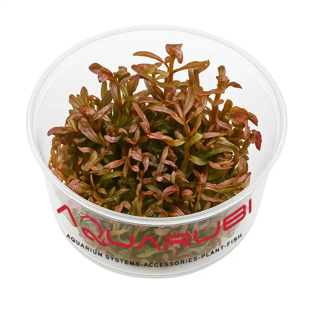 Rotala Blood Red Vitro (apc)Creaqua