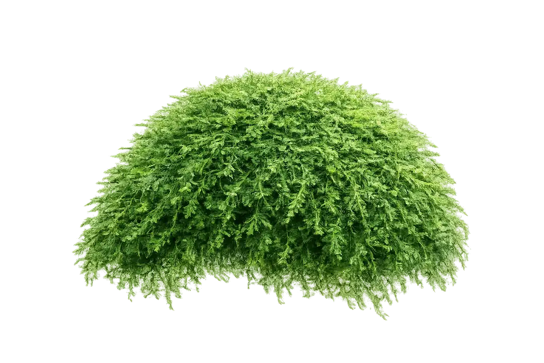 Pilo Moss (Pilotrichaceae sp.)Aquarubi