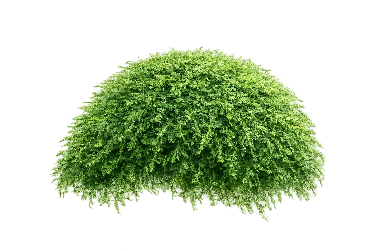 Pilo Moss (Pilotrichaceae sp.)Aquarubi