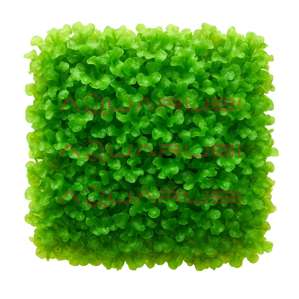 Round Pellia Moss (Monosolenium Tenerum)