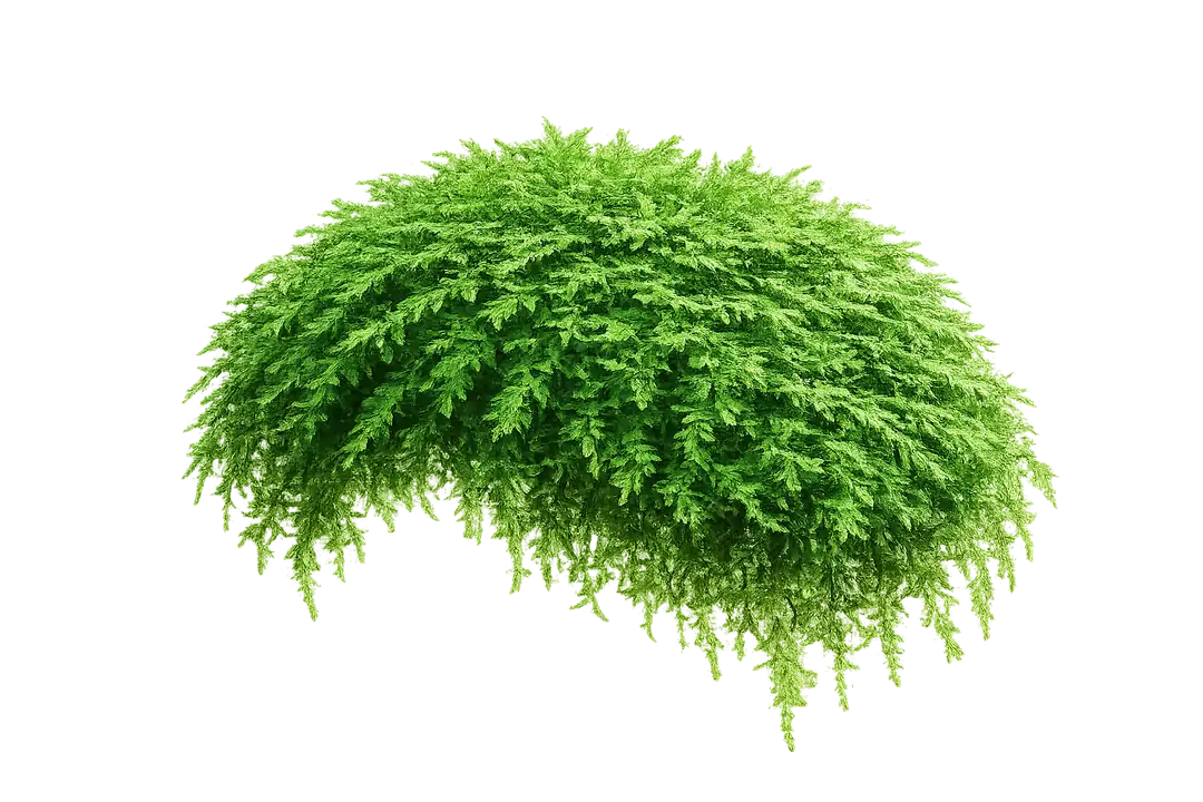 Triangle Moss (Vesicularia sp.)