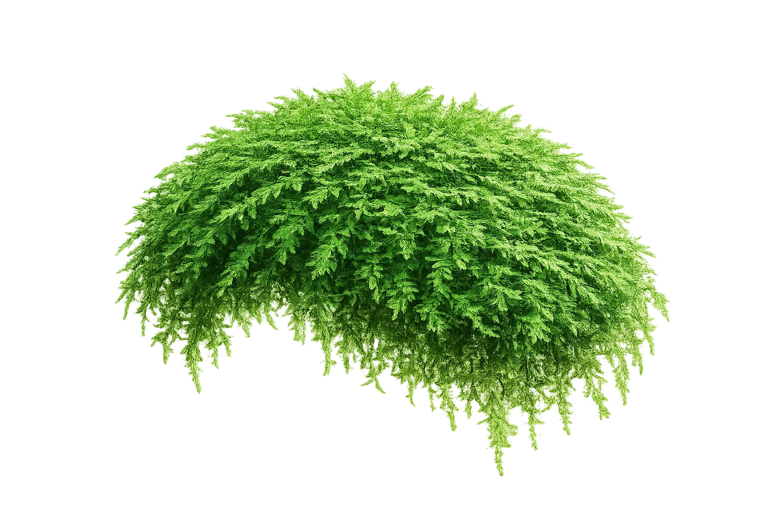 Triangle Moss (Vesicularia sp.)