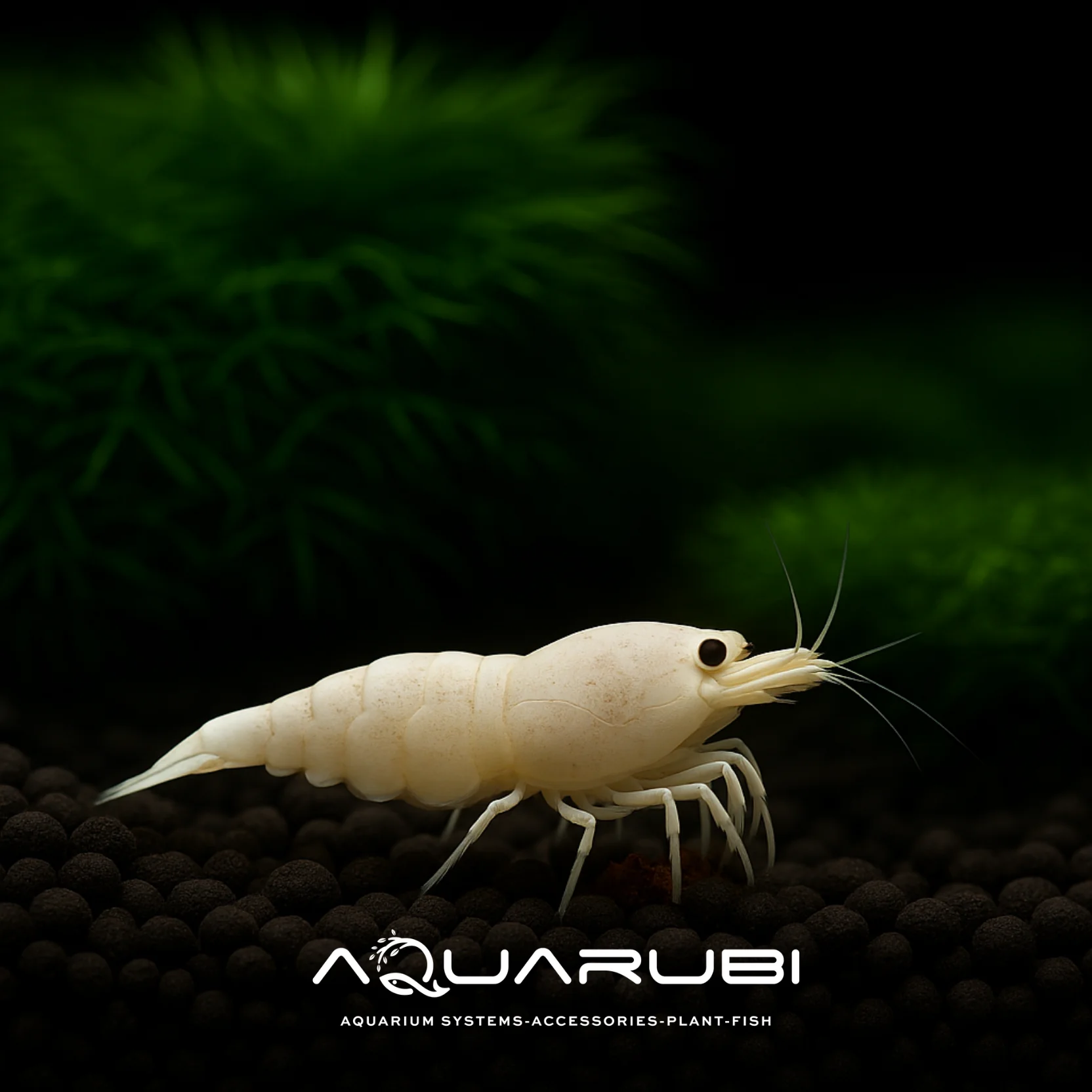 Snow White Shrimp 1-1,2cm (10 Adet)Aquarubi