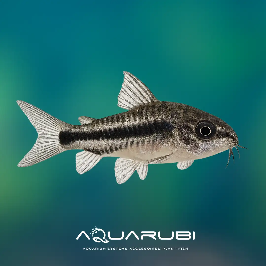 Pigme Corydoras 2-2,5cm 10 adetAquarubi