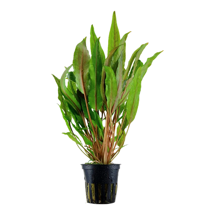 Tropica Cryptocoryne Undulata 'Broad Leaves'