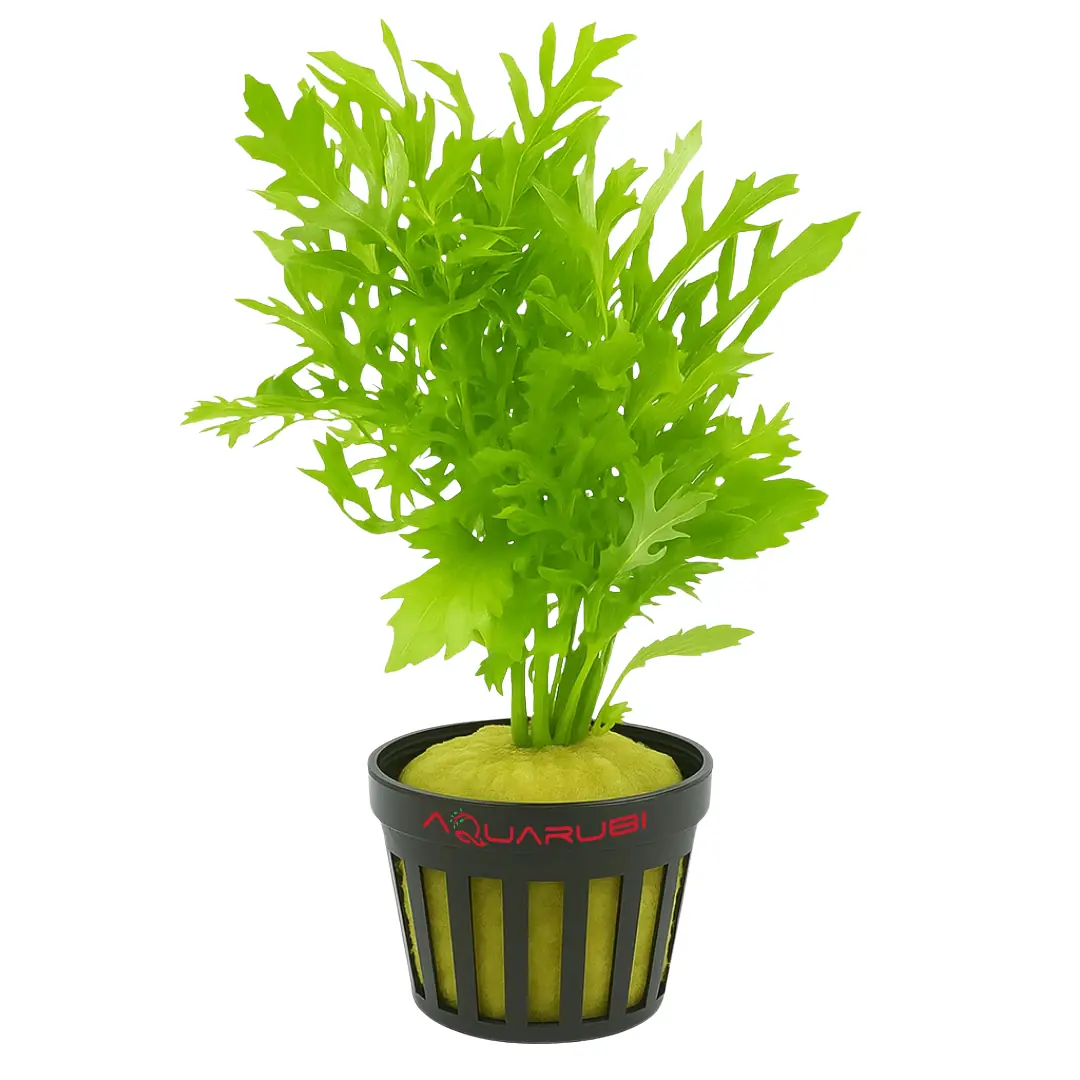 Hygrophila Difformis (Çınar)APC