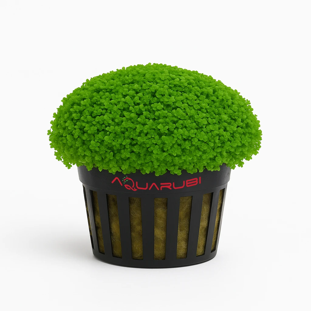 Hemianthus Callitrichoides Cuba Vitro (apc)APC