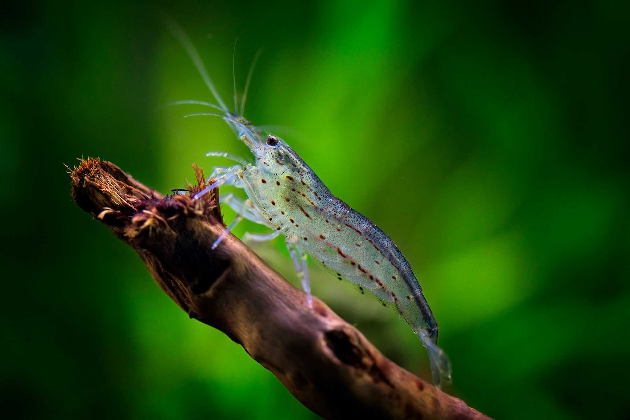 Amano Karides 1-2cm 10 adetAquarubi