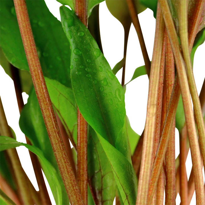 Tropica Cryptocoryne Undulata 'Broad Leaves'