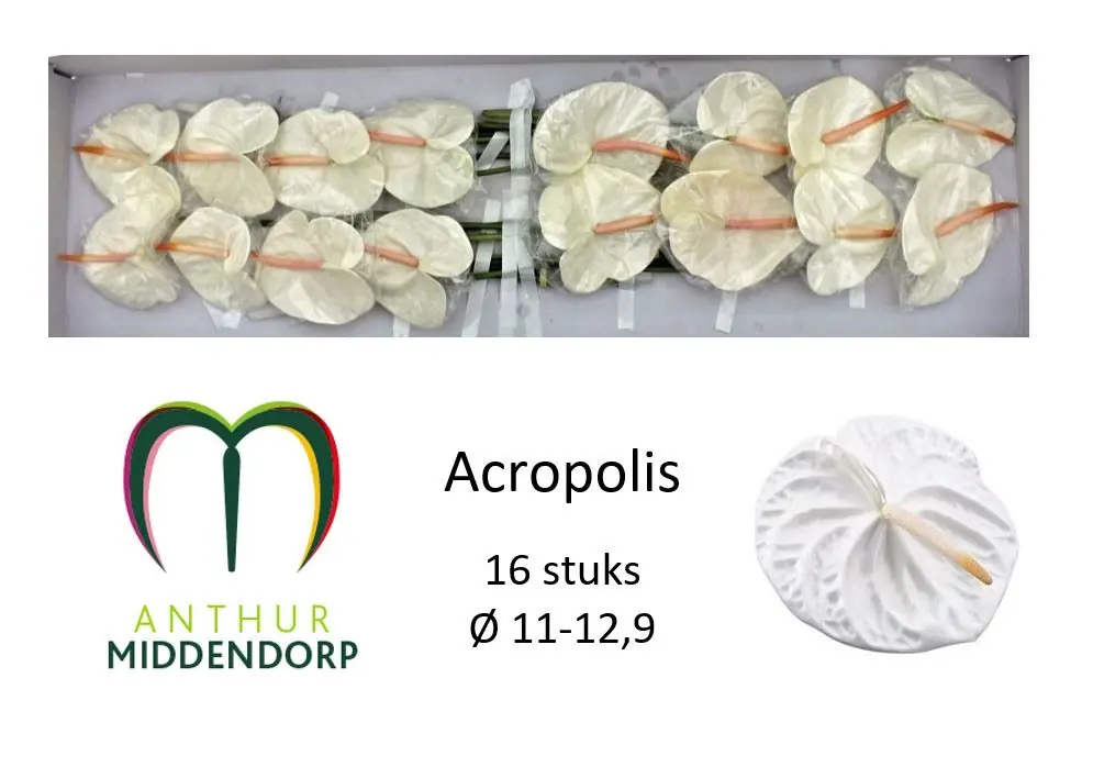 ANTHURIUM A ACROPOLIS