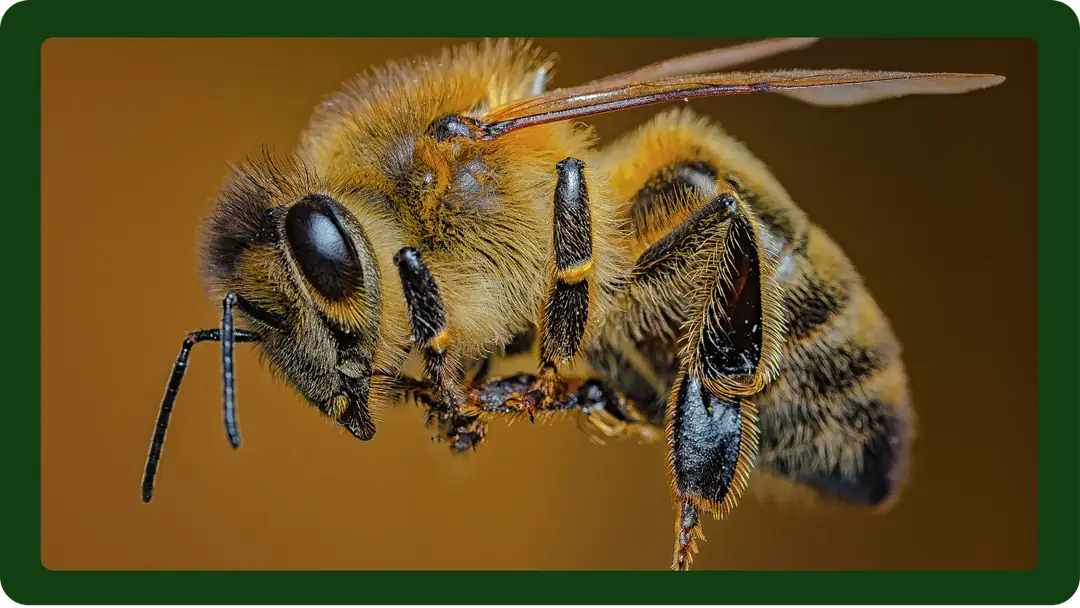 Elma Fidanı Testereli Arılar