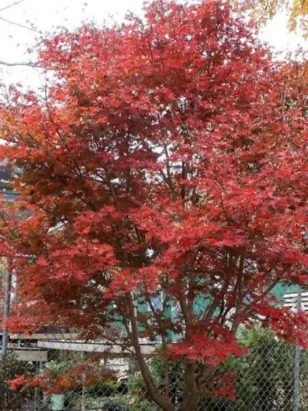 İthal Süs Bitkisi Fideleri Acer Ginnala Srp Touffe fidanistanbul ...