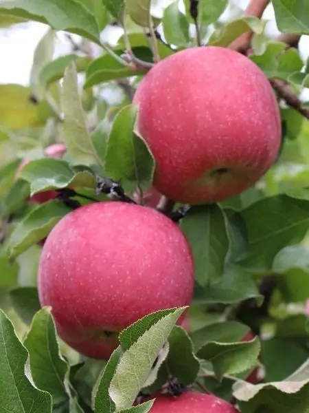 Elma fidanı Fuji Zhen Aztec, fidanistanbul internetten elma fidanı Fuji ...