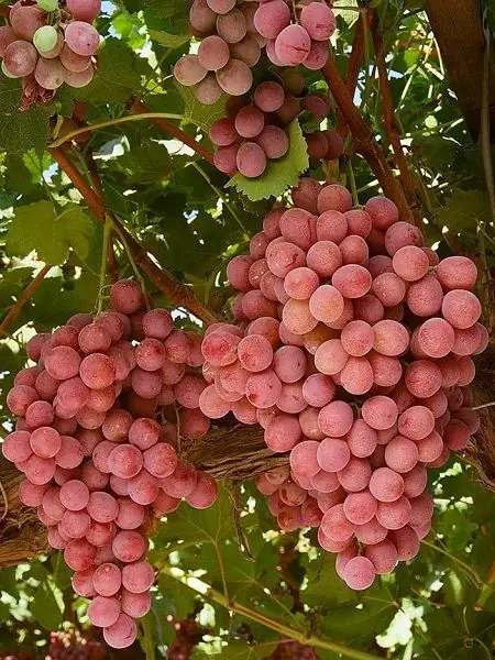 Asma fidanı Red Globe, fidanistanbul internetten asma fidanı Red Globe ...