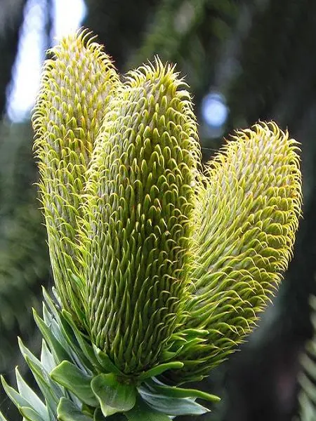 Araucari Araucana bitkisi Araucari Araucana, fidanistanbul internetten ...