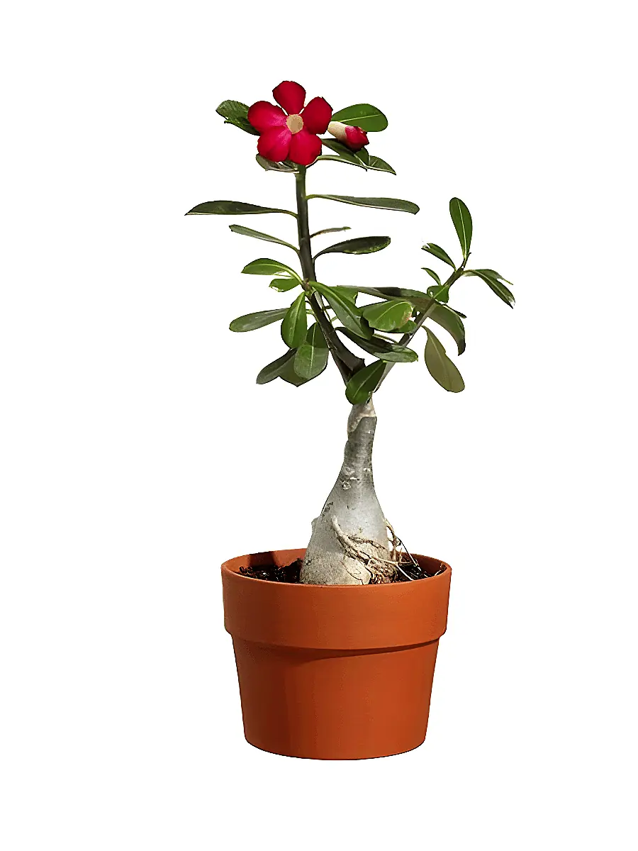 Topiary ve Bonsai Bitkileri Adenium Çöl Gülü Bonsai, fidanistanbul Çöl ...
