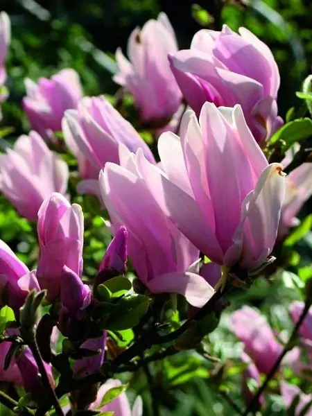 Manolya Ağacı Yaprak Dökmeyen, fidanistanbul internetten Manolya Fidanı ...