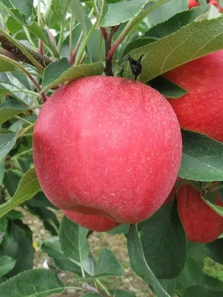 Elma fidanı Rose Glow, fidanistanbul internetten elma fidanı Rose Glow siparişi ve elma ağacı ...