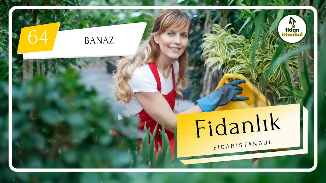 Banaz Fidancılık