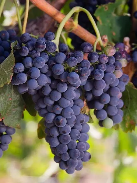 Asma fidanı Boğazkere, fidanistanbul internetten asma fidanı Boğazkere ...